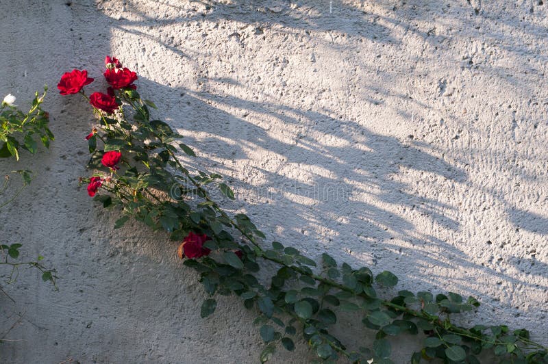 Climbing Red Roses on a Frame on a Old Wall and Blooming Bush. Stock ...