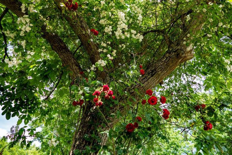 Climbing Red Roses Mixed with Other Tree Branches , Low Angle Shot ...