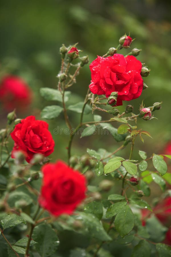 Climbing Red Roses stock image. Image of blossom, plant - 68453241