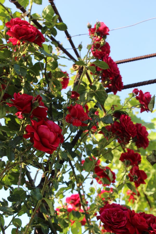 Climbing Rose with Many Flowers Stock Image - Image of nature, climbing ...