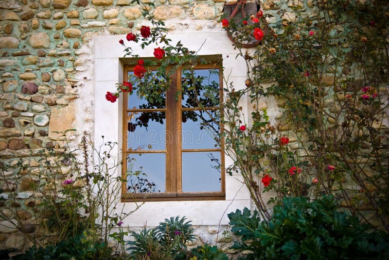 Climbing Rose and Window stock photo. Image of climbing - 4550526