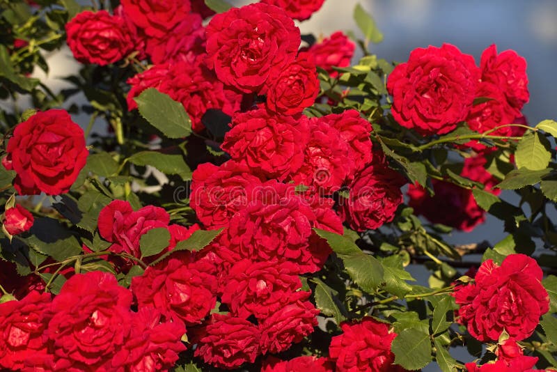 Climbing Roses Beautiful Summer Background Stock Photo - Image of leaf ...