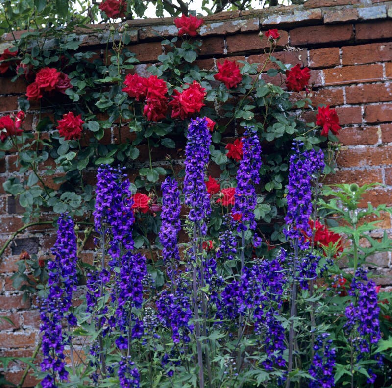 Climbing Roses and Delphiniums in a Walled Garden Stock Photo - Image ...