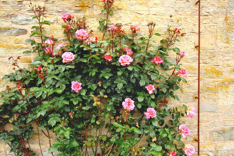 Climbing Roses in the Garden Stock Image - Image of home, flowering ...