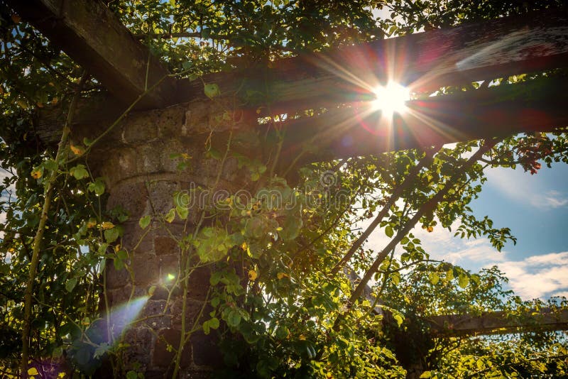 Climbing Roses on an Old Stone Wall Stock Image - Image of blooming ...