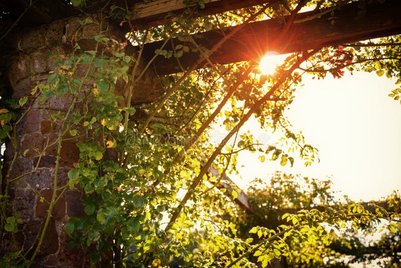 Climbing Roses on an Old Stone Wall Stock Photo - Image of branches ...