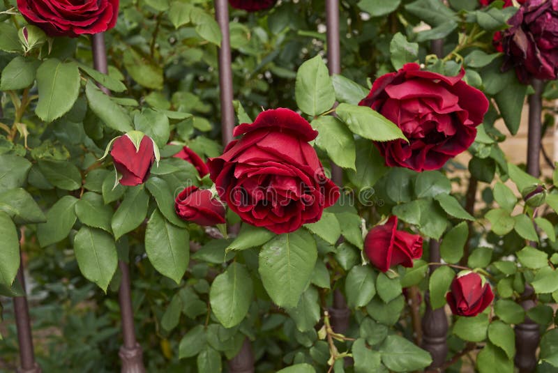 Climbing roses in bloom stock image. Image of fresh - 199806315