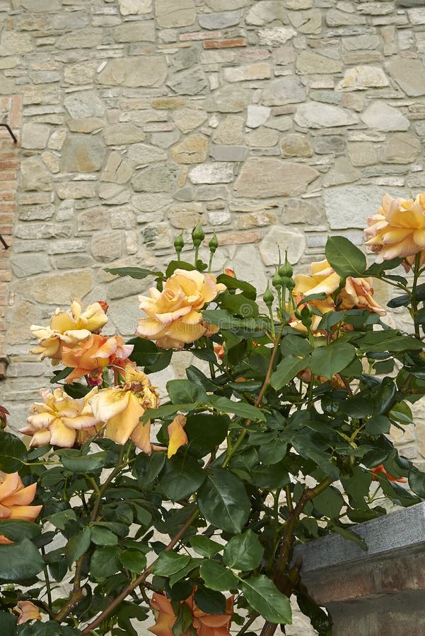 Climbing roses in bloom stock image. Image of beautiful - 199806321