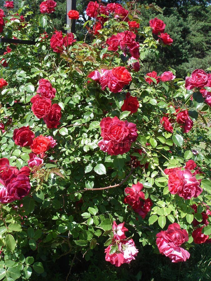 Climbing Roses Red Flowers Amadeus Stock Photo - Image of bush, amadeus ...