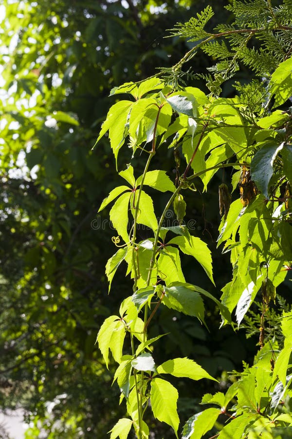Climbing Shrubs with Green Foliage Stock Image - Image of curls, bush ...