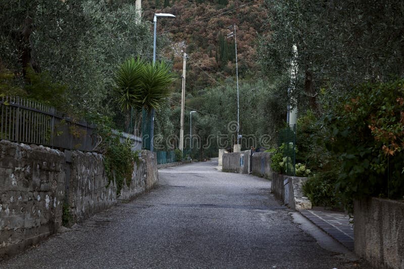 Climbing Side Road Bordered by Olive Tree Plantations Stock Photo ...