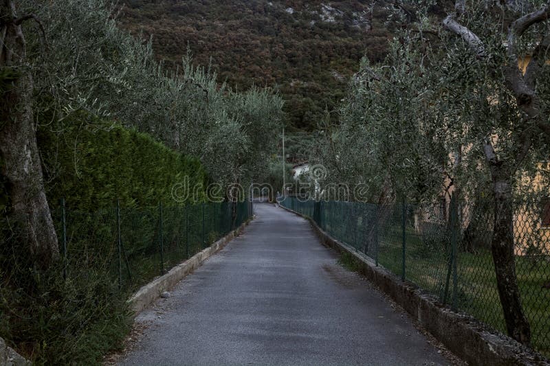 Climbing Side Road Bordered by Olive Tree Plantations Stock Photo ...