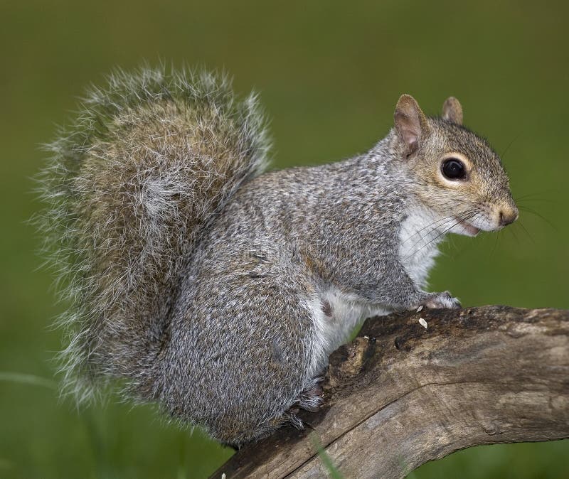 Climbing squirrel stock image. Image of mammal, wild - 14582495