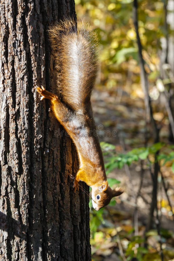 Climbing squirrel stock image. Image of wild, woods, reddish - 45836791