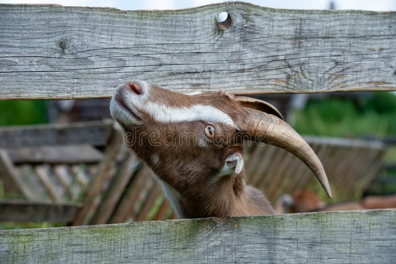 Climbing between the Sticks Stock Photo - Image of graze, agricultural ...