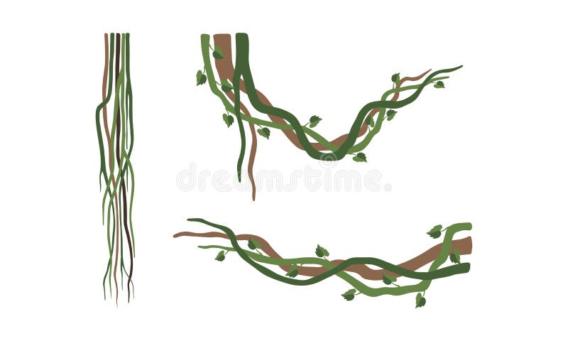 Vine Liana Set Vector Stock Illustrations – 743 Vine Liana Set Vector ...
