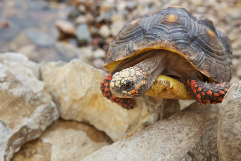 Shell Pyramiding Turtle Stock Photos - Free & Royalty-Free Stock Photos ...