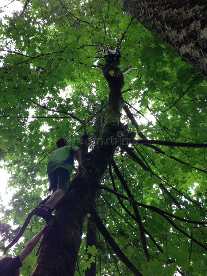 Climbing editorial stock photo. Image of green, forest - 43061408