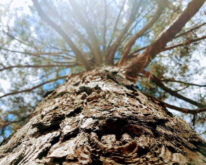 Climbing Tree always Looking Forward 1 Stock Photo - Image of forward ...