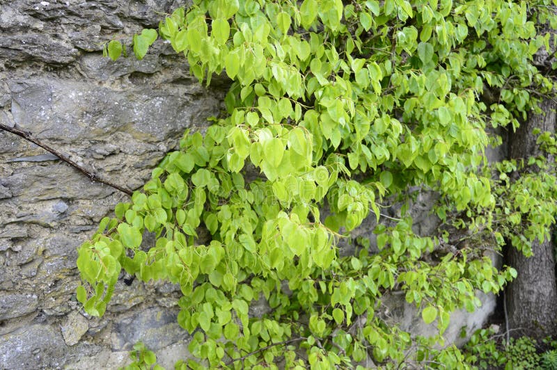 Climbing Tree on Stone Wall Stock Image - Image of green, stone: 119350509