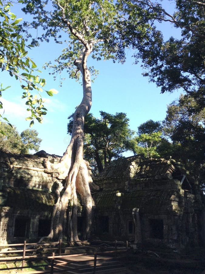 Climbing Strangler Vines Growing Tree Trees Roots Forestry Forest Park ...