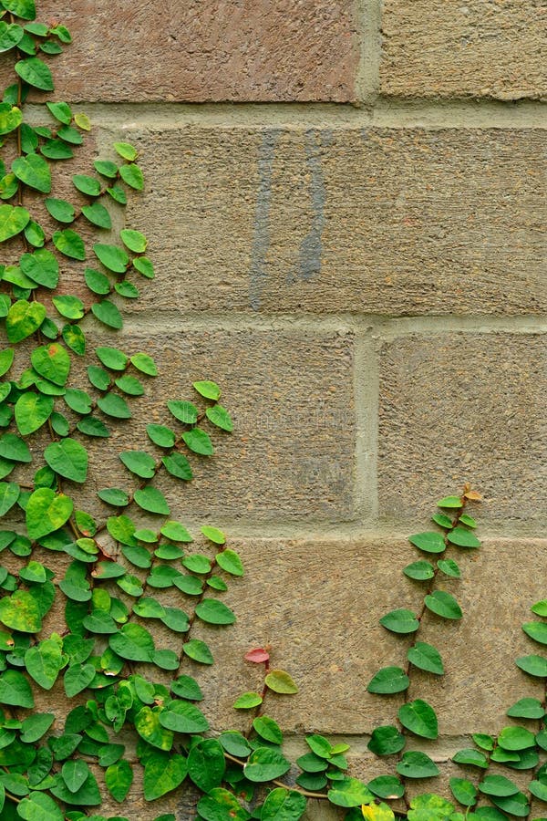Climbing tree on the wall stock photo. Image of botany - 21111134