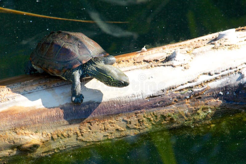 Climbing turtle stock image. Image of lake, relax, freshwater - 28664345