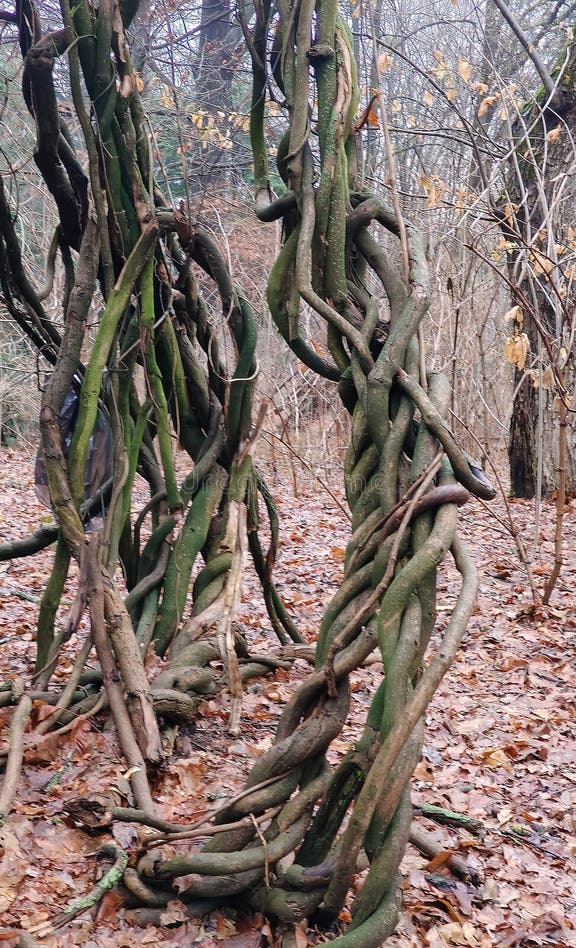 Climbing Twisted Liana stock photo. Image of liana, branches - 366783958