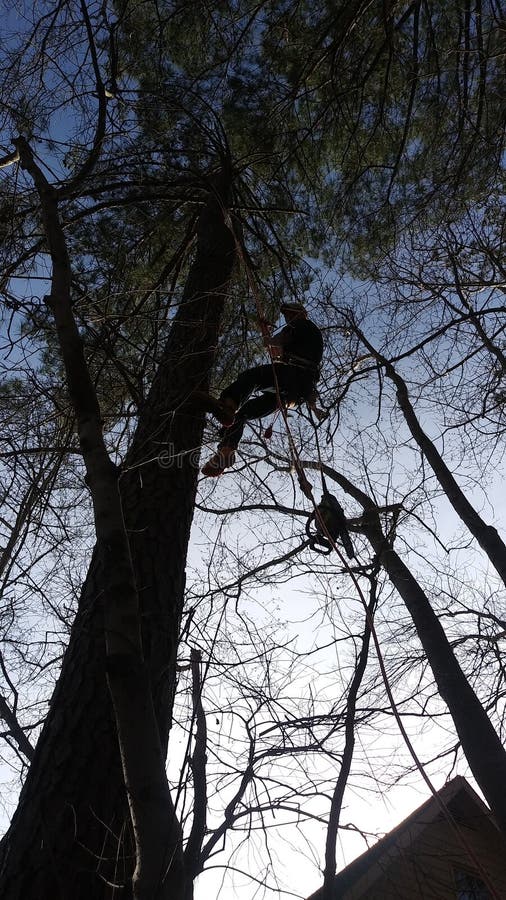 Climbing Up a Tree with a Saw Stock Photo - Image of nature, autumn ...