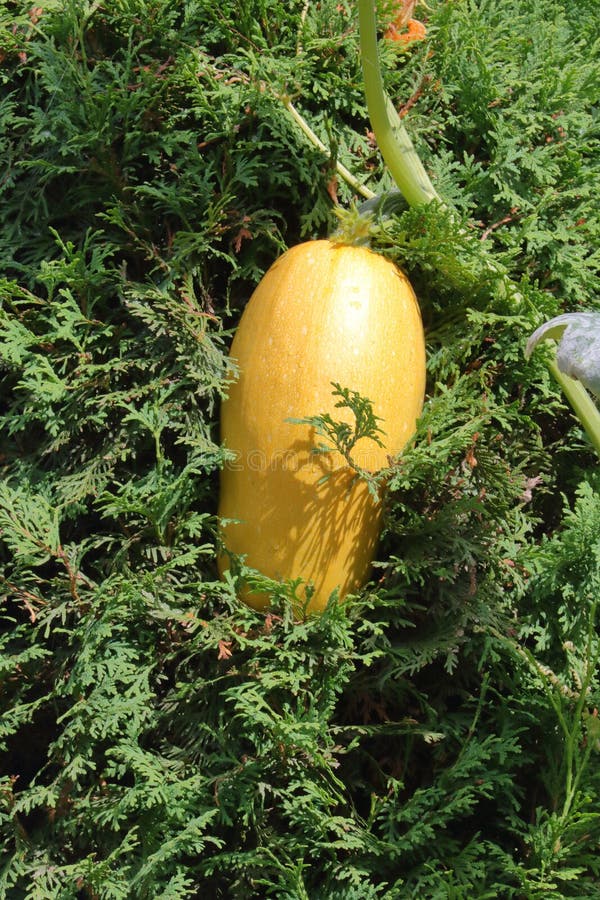 Climbing Vertical Squash Up Close Stock Photo - Image of wide, unusual ...