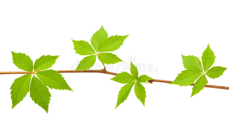 Climbing Vine and Lichens Covered Tree Trunk Stock Photo - Image of ... Climbing Vine and Lichens Covered Tree Trunk Stock Photo - Image of ...