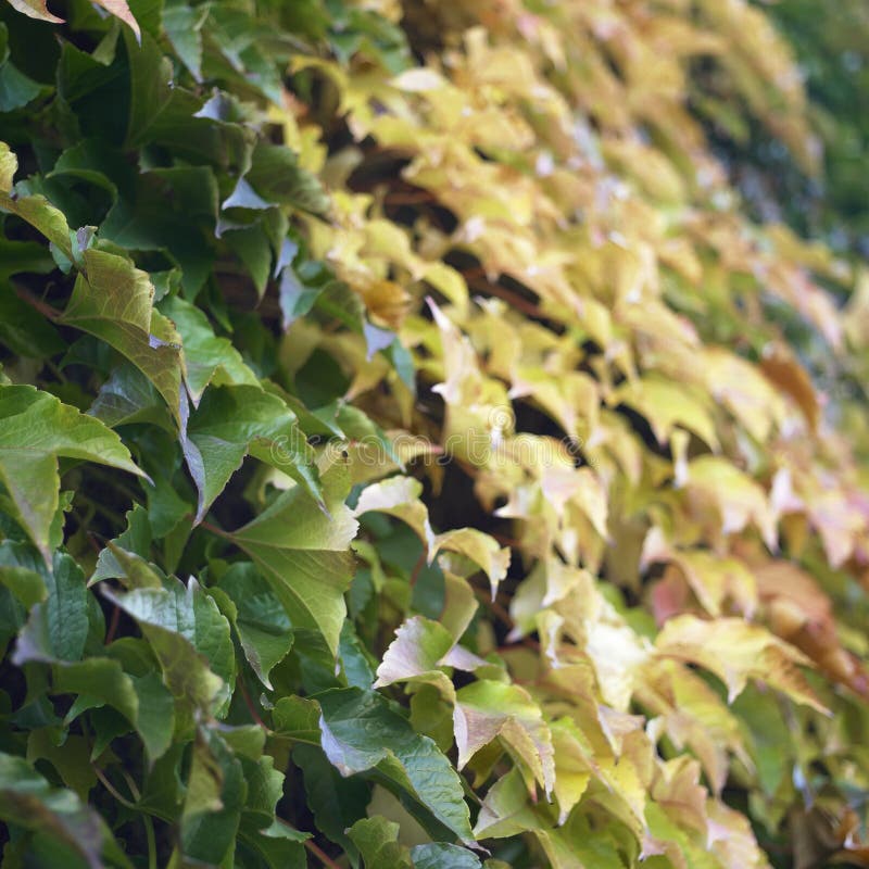 Climbing vine stock photo. Image of colour, creeper, climber - 29435500