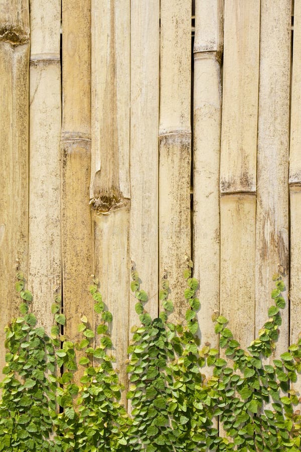 Climbing Vine on Bamboo Wall Stock Image - Image of leaf, climbing ...