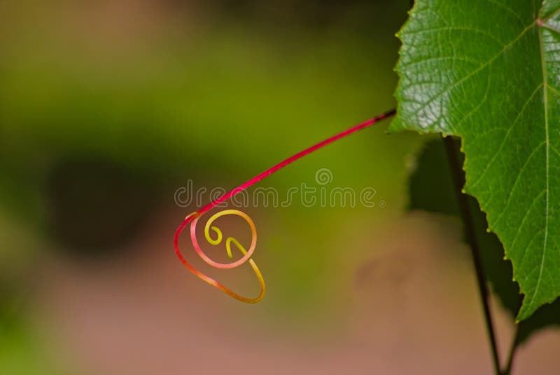 The Body Used To Attach. "Mustache" of Vines Rolled into a Spiral ...