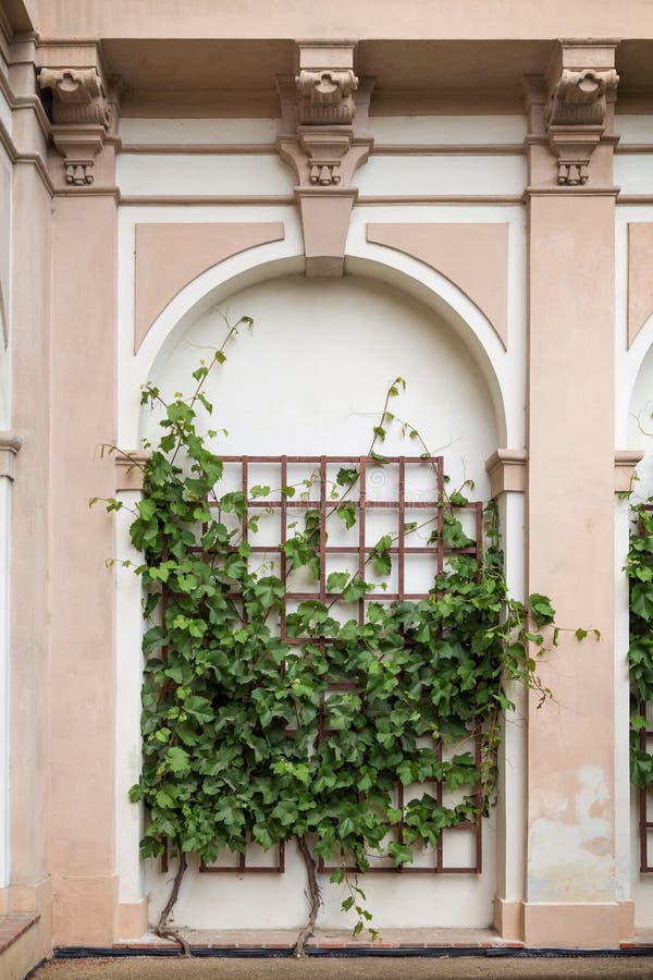 Climbing vine on a wall stock image. Image of plant, building - 97209613