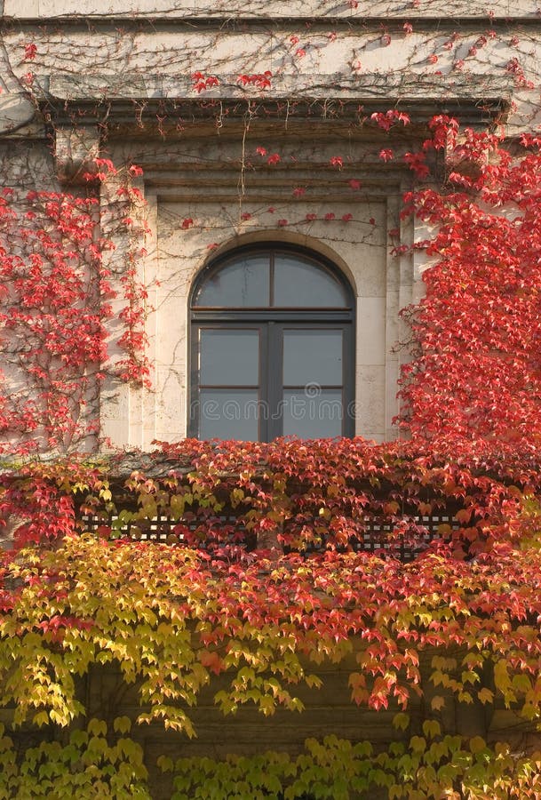 Climbing Vines of Ivy stock image. Image of foliage, building - 11610089