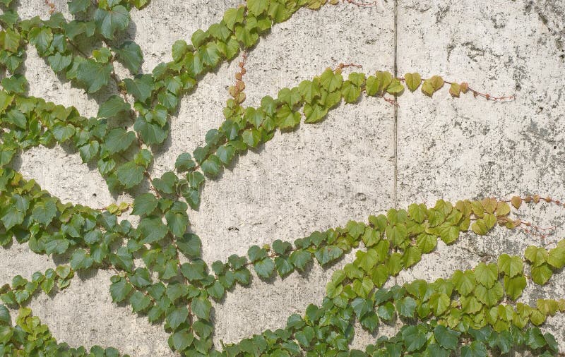 Climbing Vines of Ivy stock photo. Image of growing, pattern - 12921690