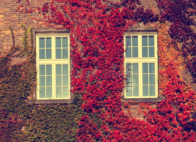 Climbing Vines of Ivy on a House Stock Photo - Image of detail, foliage ...