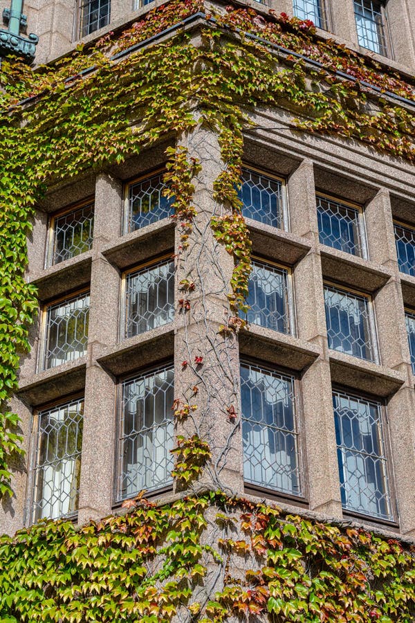 Climbing Vines on a Stone Mansion.. Stock Image - Image of wall, cliff ...