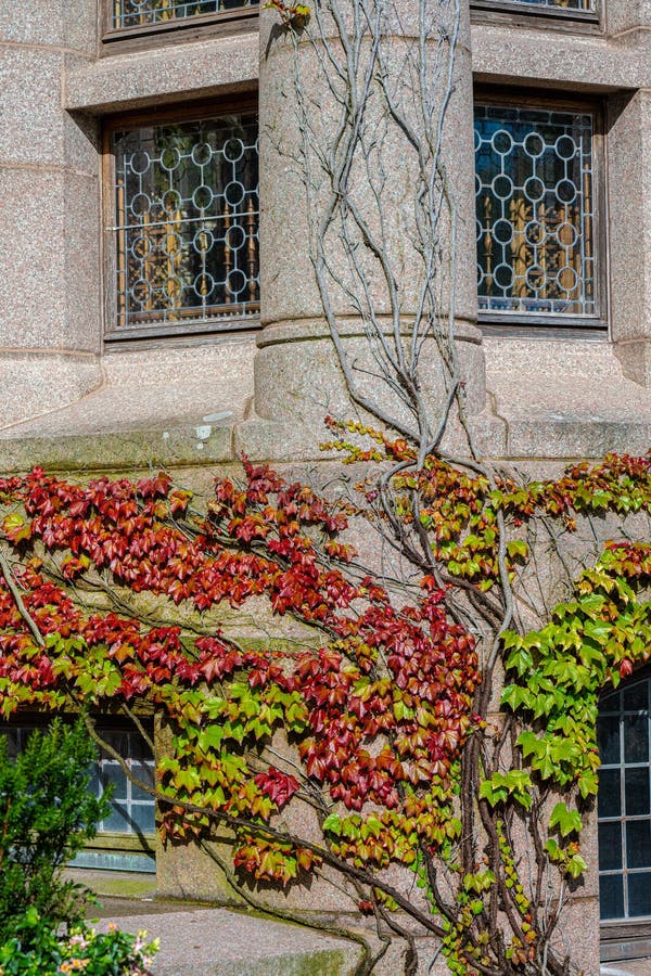 Climbing Vines on a Stone Mansion.. Stock Image - Image of spring ...