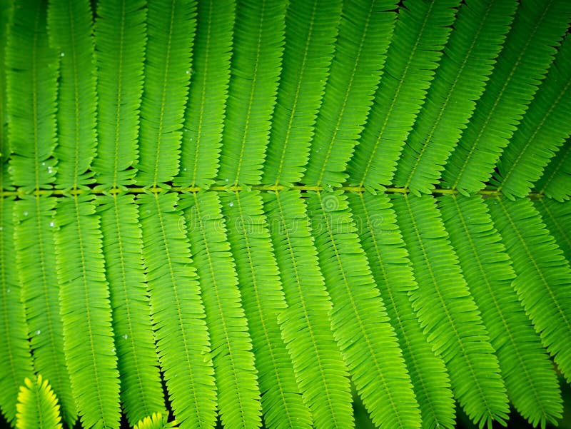Climbing Wattle Leaves are Arranged in Row Stock Image - Image of ...