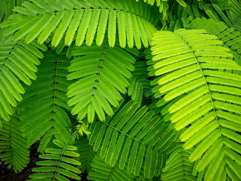 Climbing Wattle Leaves Spreading in the Field Stock Photo - Image of ...
