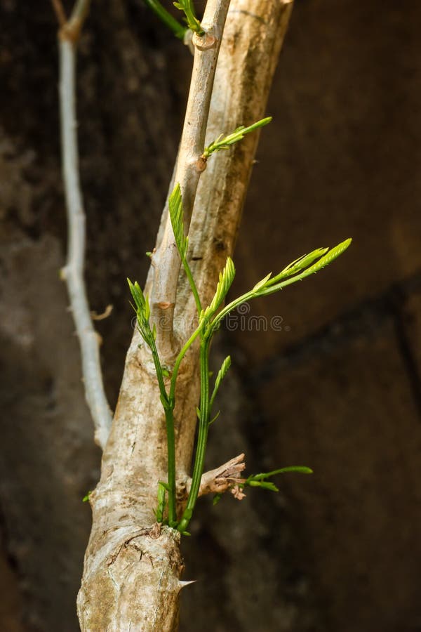 Climbing Wattle New Branch stock image. Image of acacia - 78186985