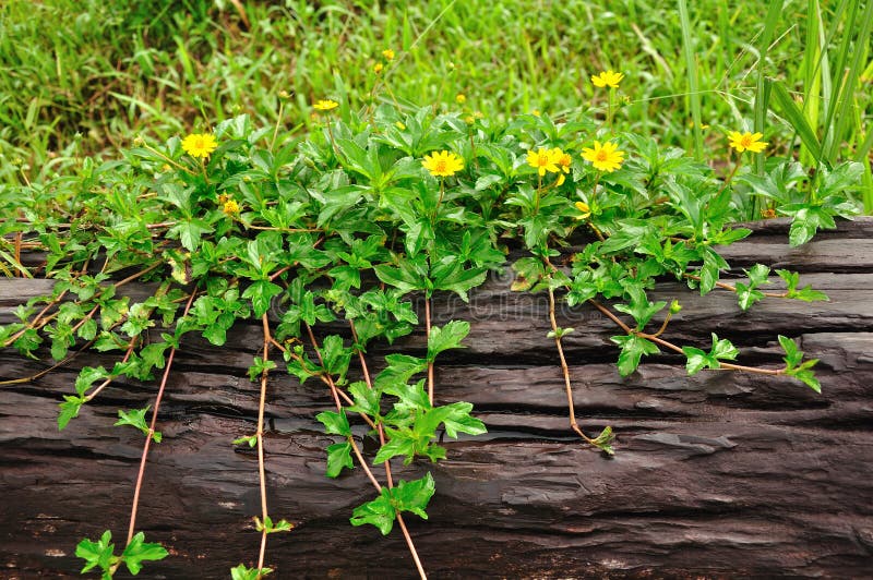 Climbing Wedelia stock image. Image of flora, natural - 21327985