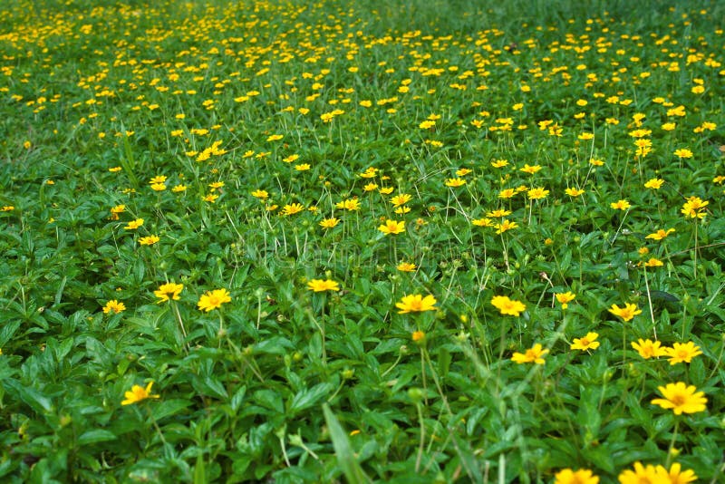 Climbing Wedelia stock image. Image of flora, natural - 21327985