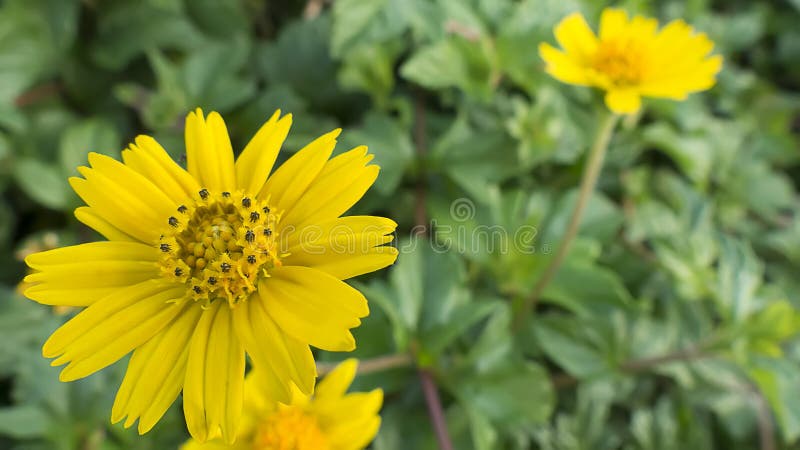 Climbing Wedelia stock image. Image of flora, natural - 21327985