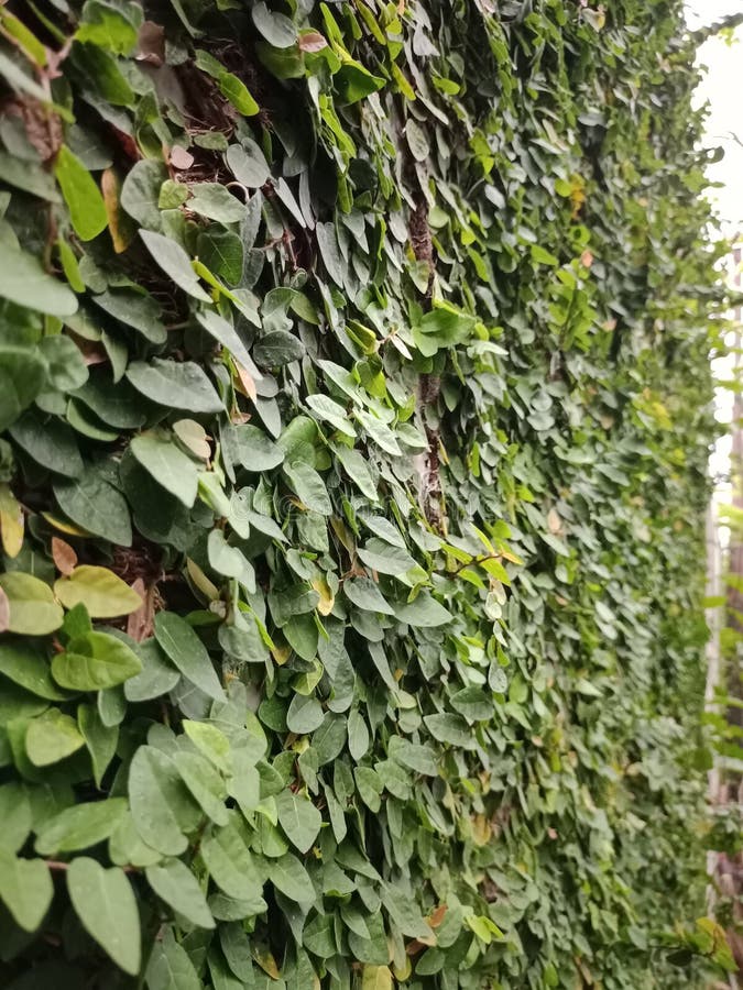 Climbingfig Ficus Vines Wall Plant Stock Photo - Image of ficus, plant ...
