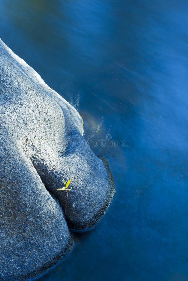 Cling to Life stock image. Image of natural, long, rock - 21781367