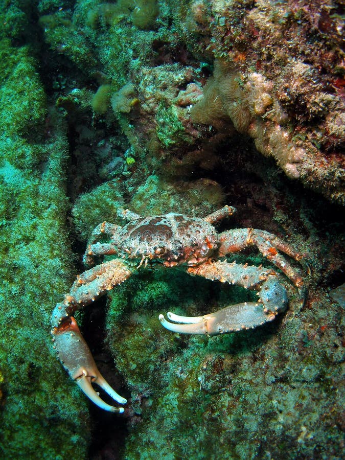 Clinging Crab stock photo. Image of underwater, beach - 22701738