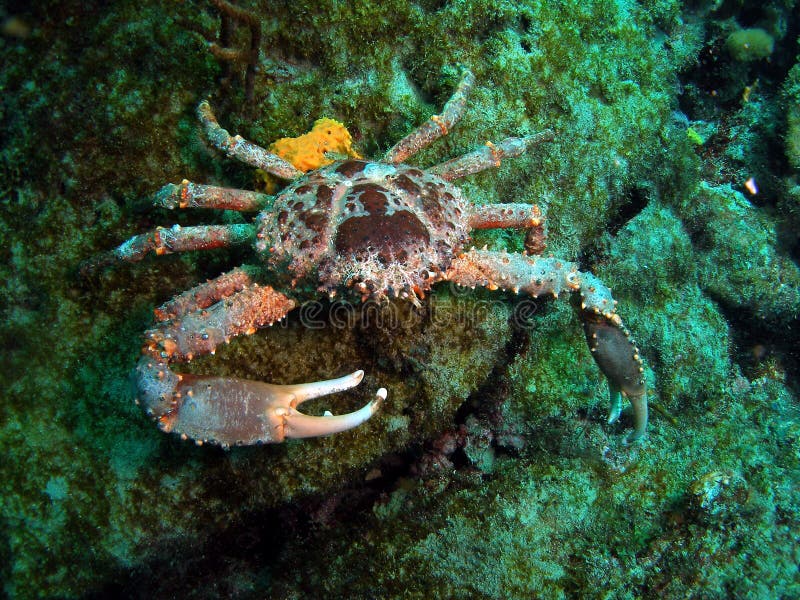 Leopard-spotted Crab stock image. Image of seaweed, ovalipes - 46607299